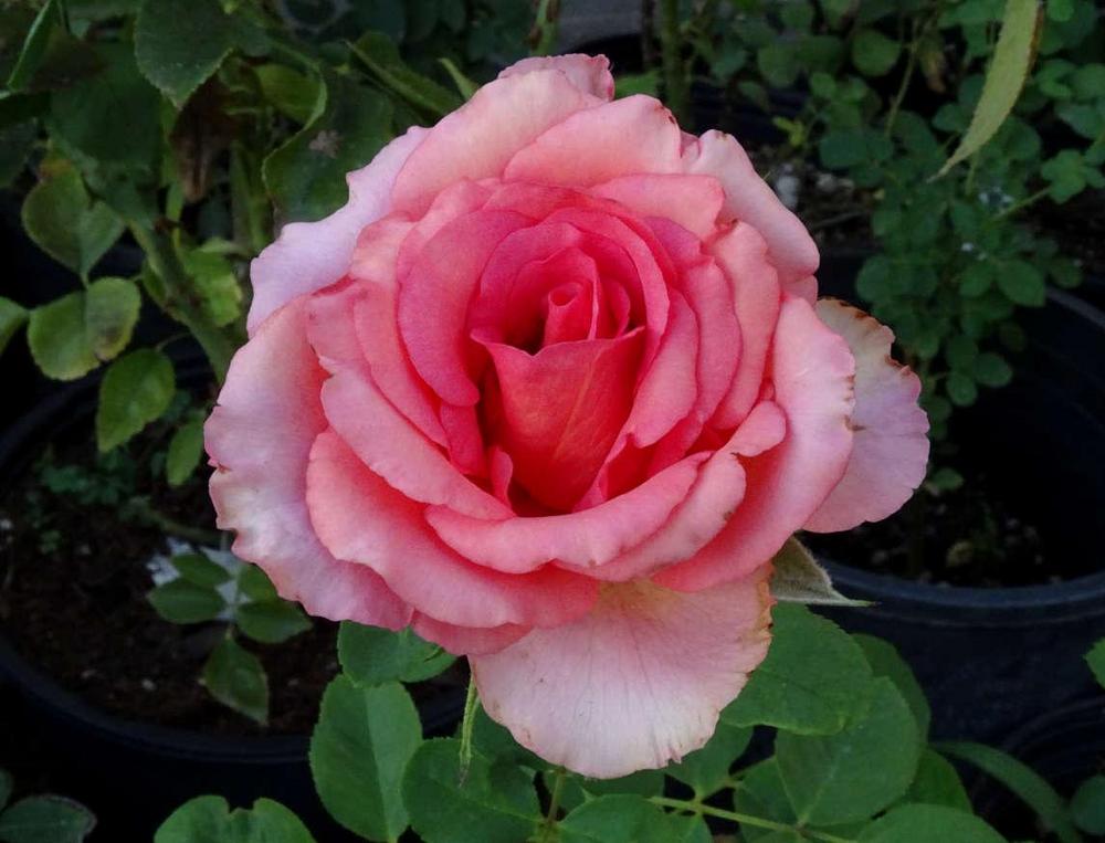 Photo of the bloom of Rose (Rosa 'Mondiale') posted by Beth_NorCal ...