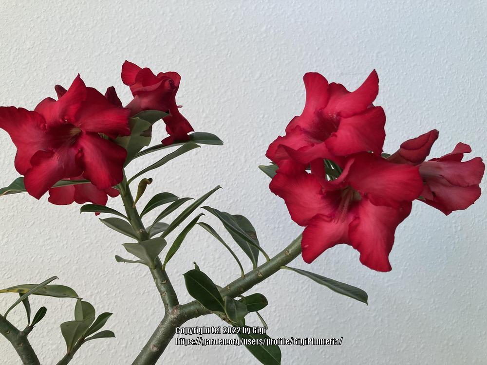 Photo of the bloom of Desert Rose (Adenium 'Red Dragon') posted by ...