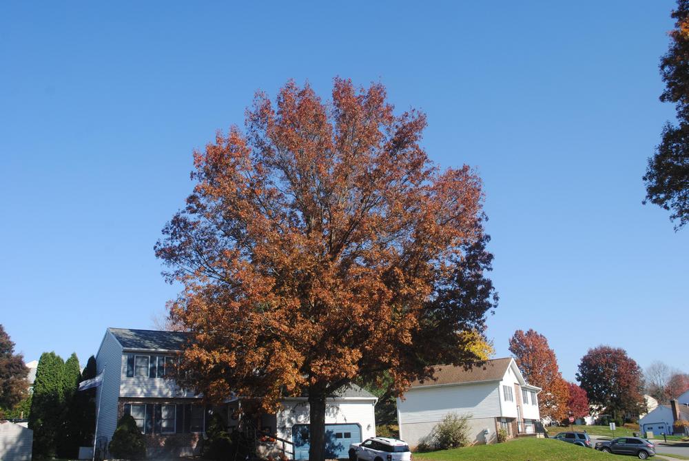 Photo of the fall color of Pin Oak (Quercus palustris) posted by ILPARW ...