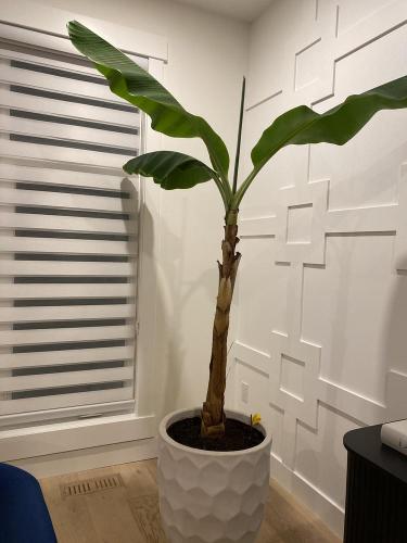 HELP!! Indoor Banana Plant wrinkling and drooping in the Ask a Question ...