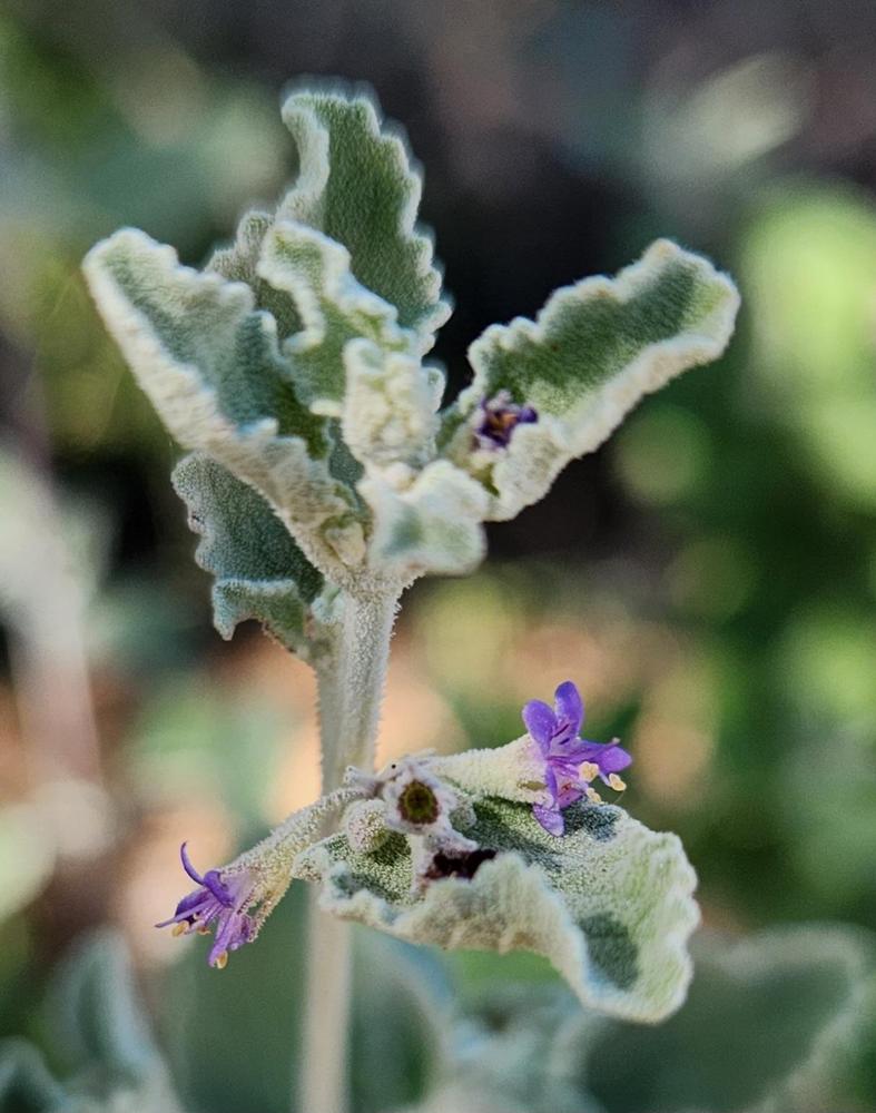 Photo of the seed pods or heads of Desert Lavender (Condea emoryi ...