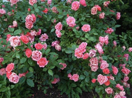 Rose Sweet Mademoiselle. Anyone growing this one? in the Roses forum ...