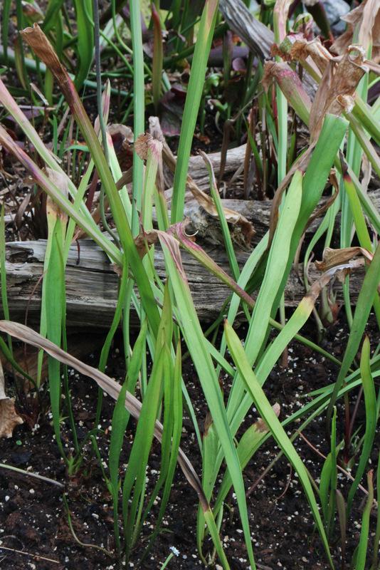 Photo of the entire plant of White Pitcher Plant (Sarracenia ...