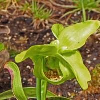 Photo of the bloom of Oreo Pitcher Plant (Sarracenia oreophila) posted ...