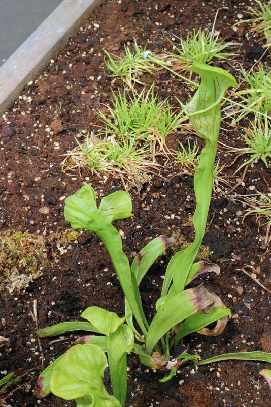 Photo of the entire plant of Oreo Pitcher Plant (Sarracenia oreophila ...