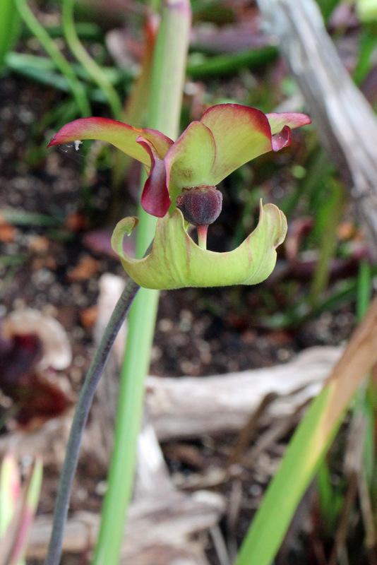 Photo of the bloom of White Pitcher Plant (Sarracenia leucophylla ...