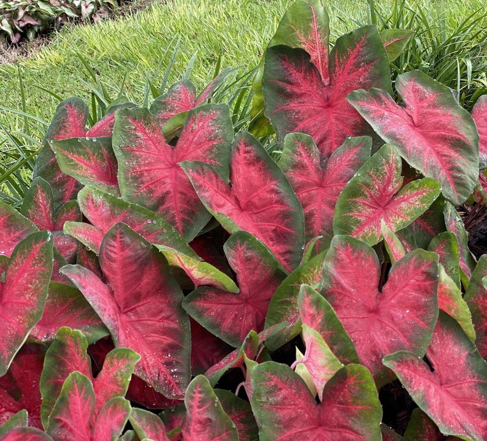 Fancy-leaf Caladium (Caladium 'Bombshell') in the Caladiums Database ...