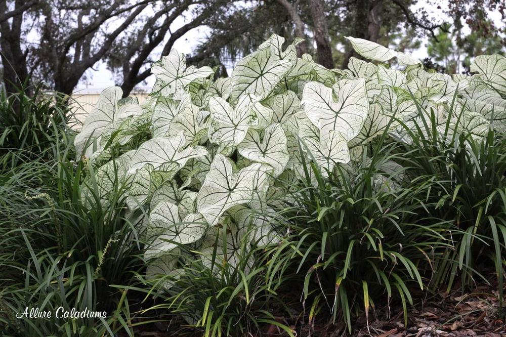 Photo of the entire plant of Fancy-leaf Caladium (Caladium 'Allure ...