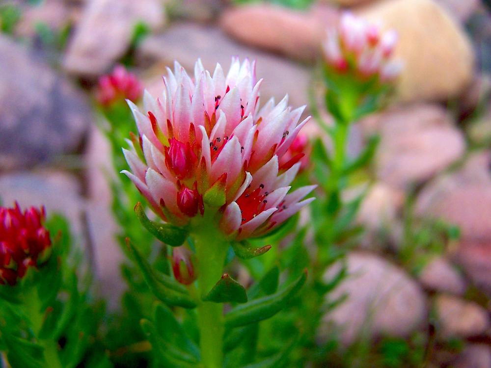 Queen's Crown (Rhodiola rhodantha) - Garden.org