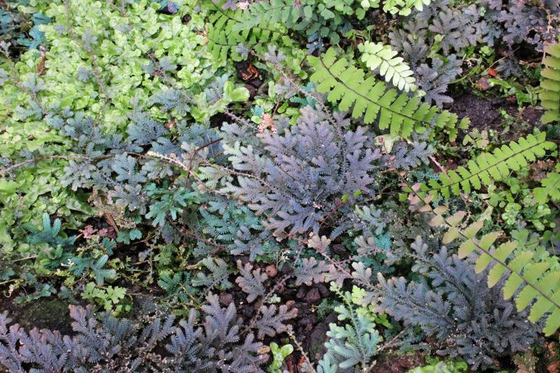 Photo of the entire plant of Peacock Fern (Selaginella uncinata) posted ...