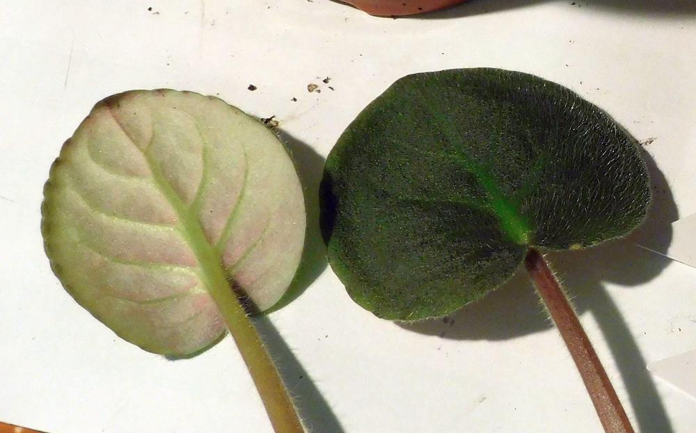 Photo of the leaves of African Violet (Streptocarpus 'Strawberry Kiss ...