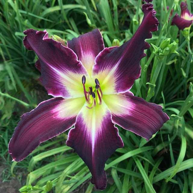 Photo of the bloom of Daylily (Hemerocallis 'Purple Pilgrim') posted by ...