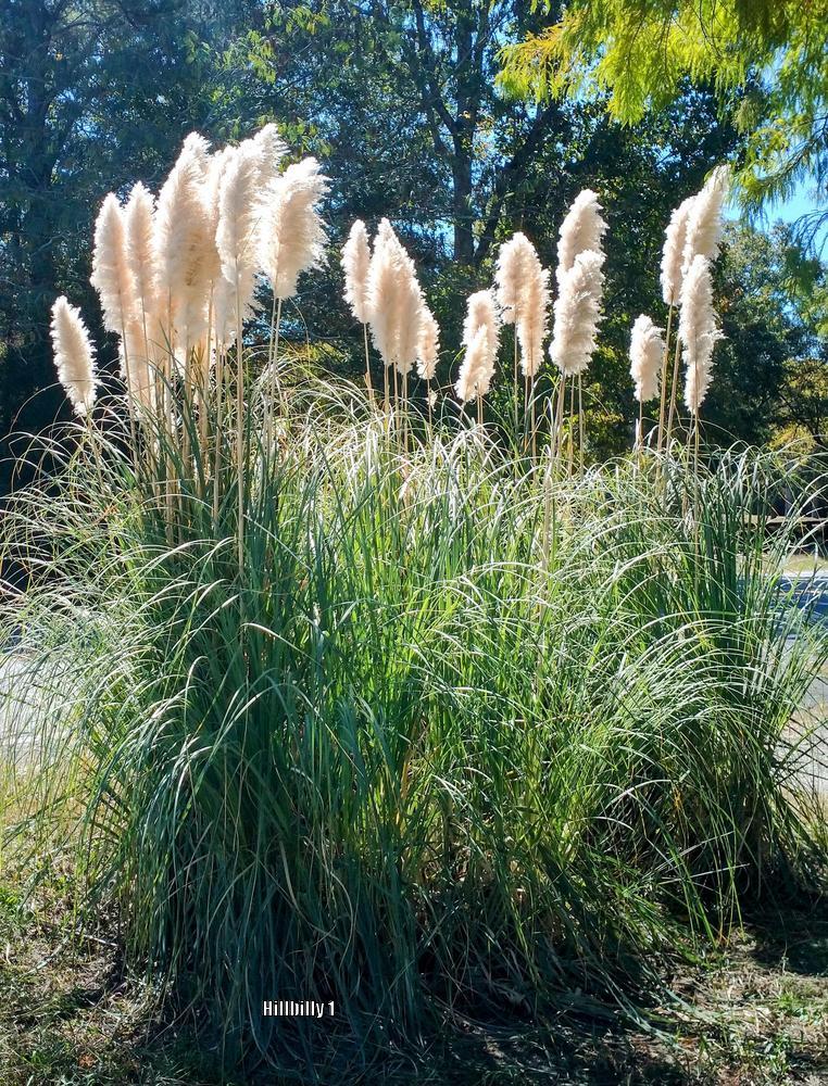 Photo of the entire plant of Pampas Grass (Cortaderia selloana 'White ...