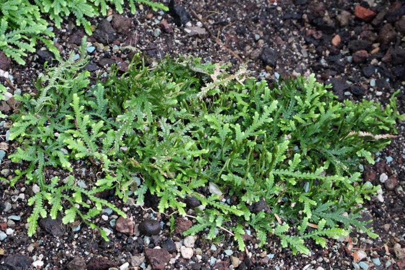 Photo of the entire plant of Selaginella serpens posted by RuuddeBlock ...