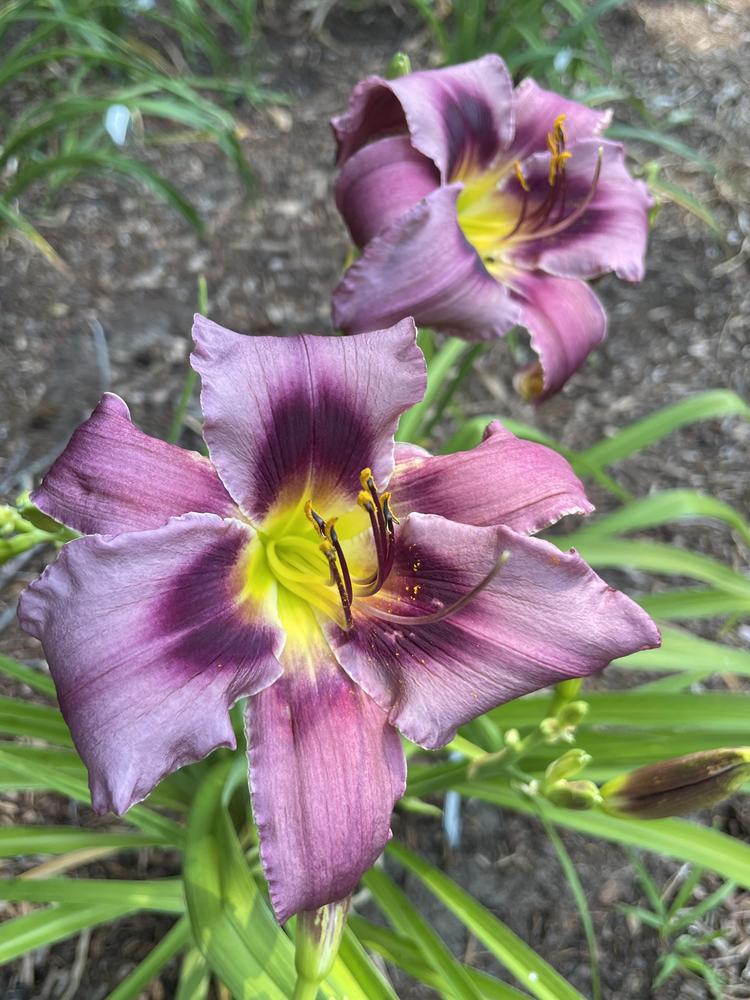 Daylily (Hemerocallis 'Unique Purple') in the Daylilies Database ...