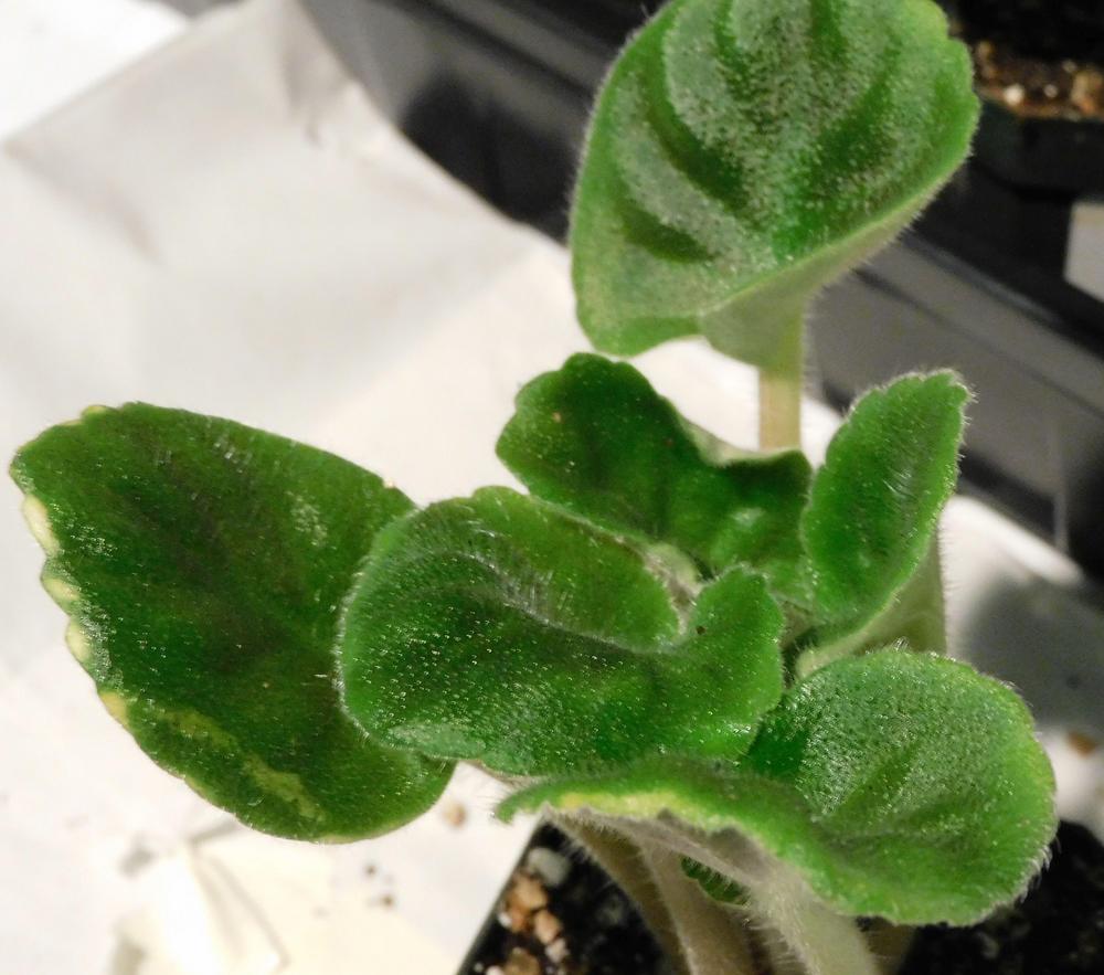Photo of the seedling or young plant of African Violet (Streptocarpus ...