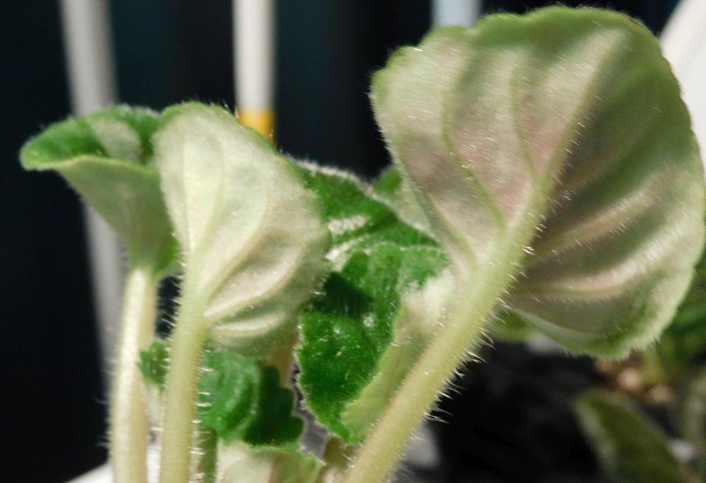 Photo of the leaves of African Violet (Streptocarpus 'Miss Chatty ...