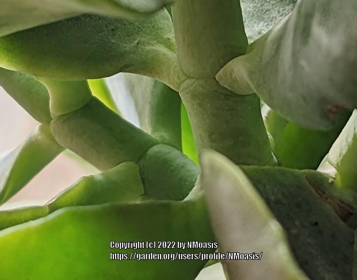Photo of the stem, scape, stalk or bark of Wave Leaf Jade (Crassula ...