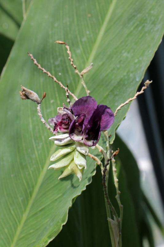 Photo of the bloom of Powdery alligator-flag (Thalia dealbata) posted ...
