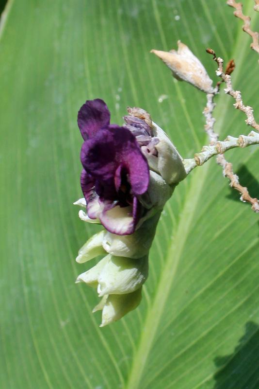 Powdery alligator-flag (Thalia dealbata) - Garden.org
