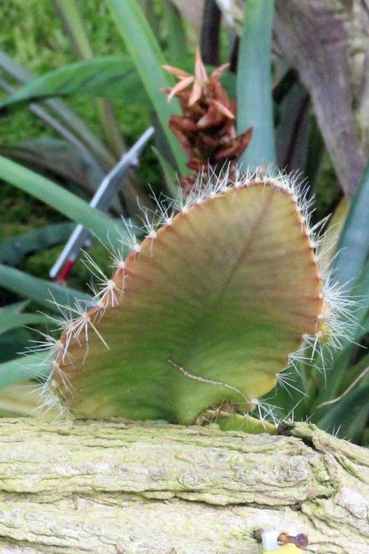 Amazon Moonflower (Strophocactus wittii) - Garden.org