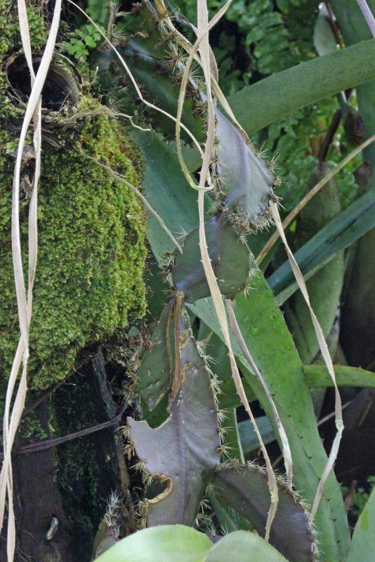 Photo of the entire plant of Amazon Moonflower (Strophocactus wittii ...