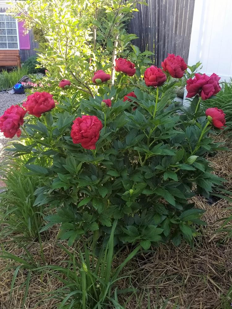 Peony (Paeonia 'Henry Bockstoce') in the Peonies Database - Garden.org