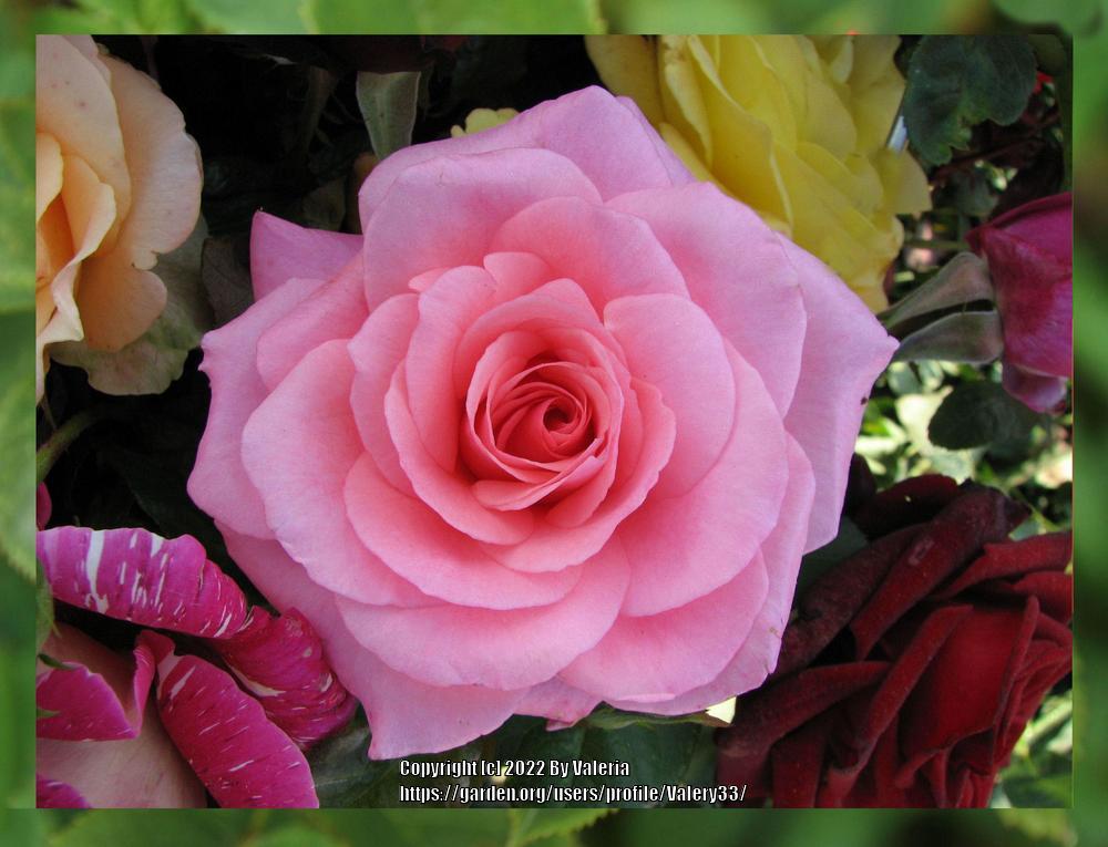 Rose (Rosa 'Congratulations') in the Roses Database - Garden.org