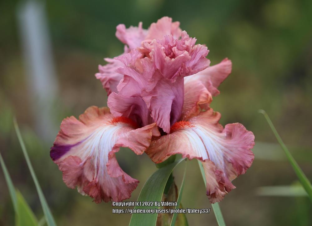 Tall Bearded Iris (Iris 'Cast of Characters') in the Irises Database ...