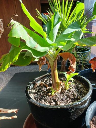 HELP!! Indoor Banana Plant wrinkling and drooping in the Ask a Question ...