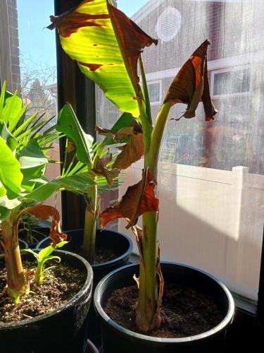 HELP!! Indoor Banana Plant wrinkling and drooping in the Ask a Question ...