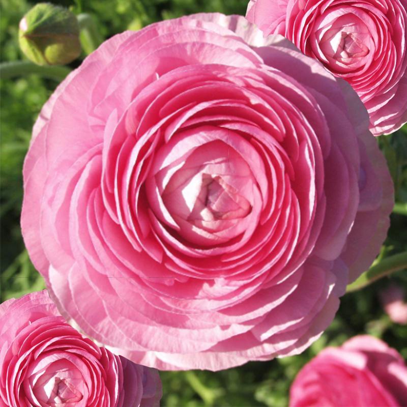 Ranunculus 'Tecolote Pink' - Garden.org