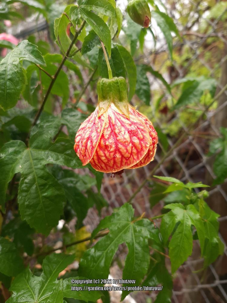 Photo of the bloom of Flowering Maple (Abutilon 'Tiger Eye') posted by ...