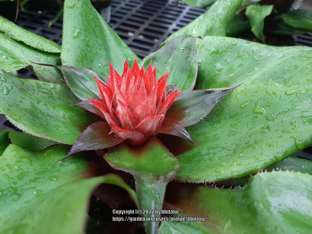 Bromeliad (Aechmea tayoensis) - Garden.org