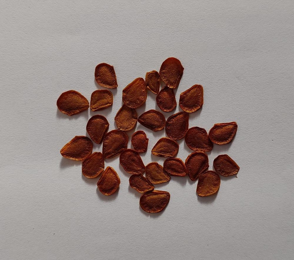 Species Lily (Lilium rhodopeum) in the Lilies Database - Garden.org