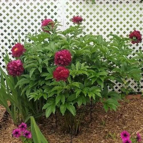 Peony (Paeonia 'Armani') in the Peonies Database - Garden.org