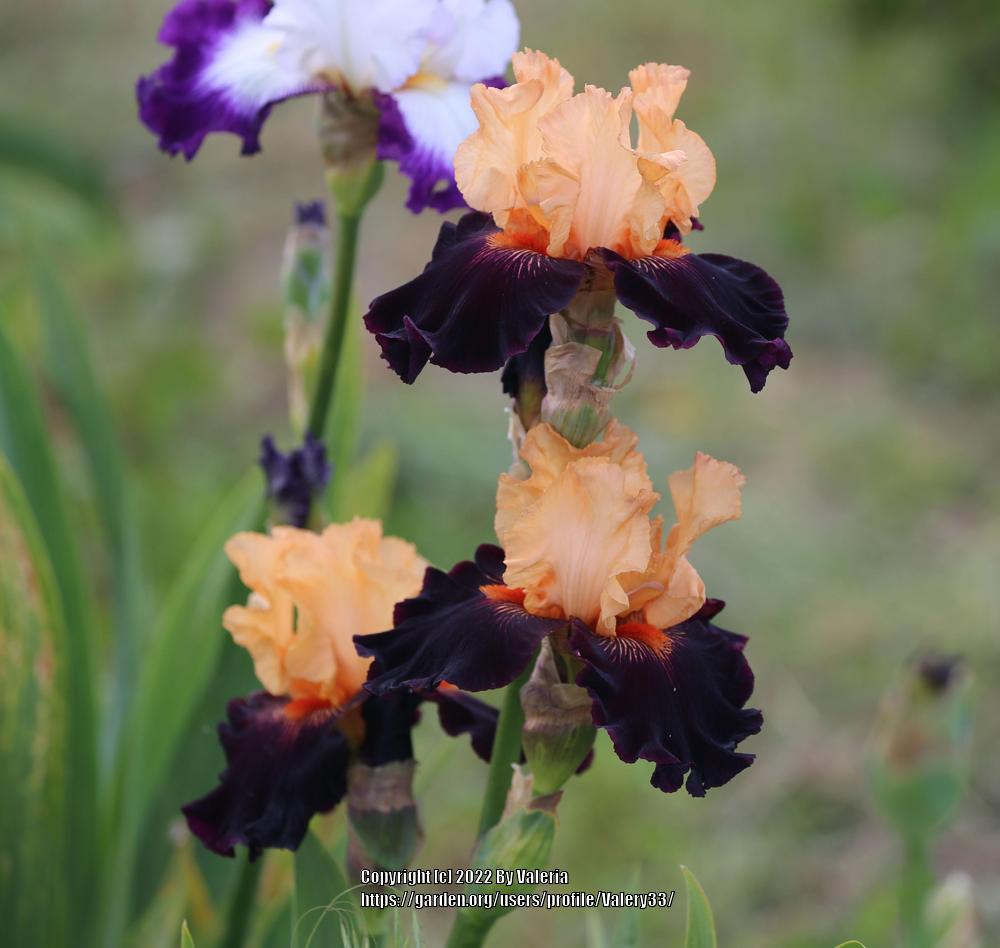 Photo of the bloom of Tall Bearded Iris (Iris 'Halloween Trick') posted ...