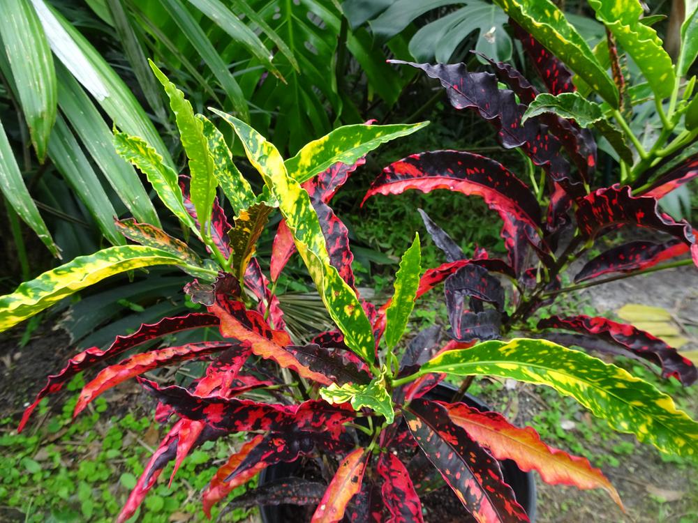 Croton (Codiaeum variegatum 'Pie Crust') in the Crotons Database ...