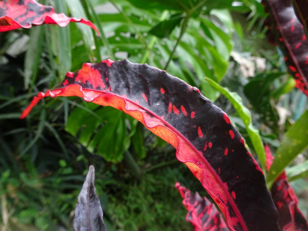 Photo of the leaves of Croton (Codiaeum variegatum 'Pie Crust') posted ...