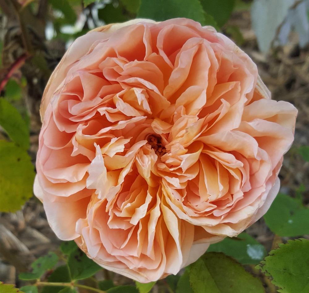 Rose (Rosa 'Bathsheba') in the Roses Database - Garden.org