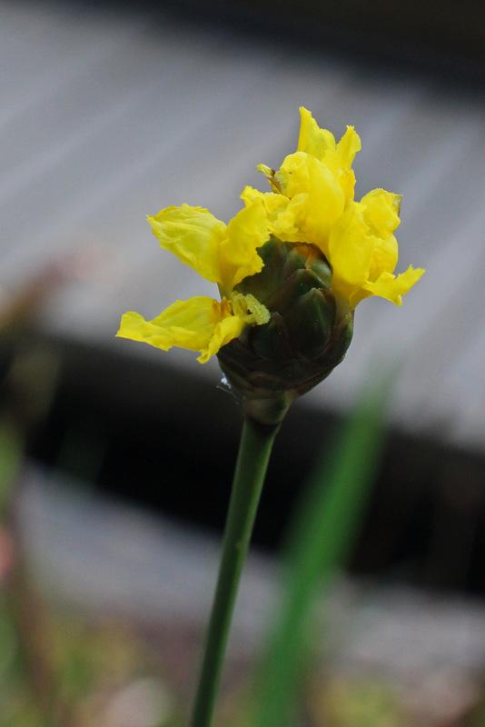 Photo of the bloom of Xyris laxifolia posted by RuuddeBlock - Garden.org