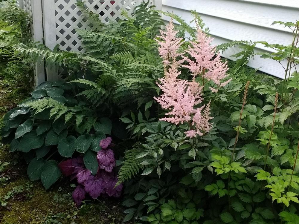 Astilbe Elizabeth Bloom in the Astilbes Database - Garden.org