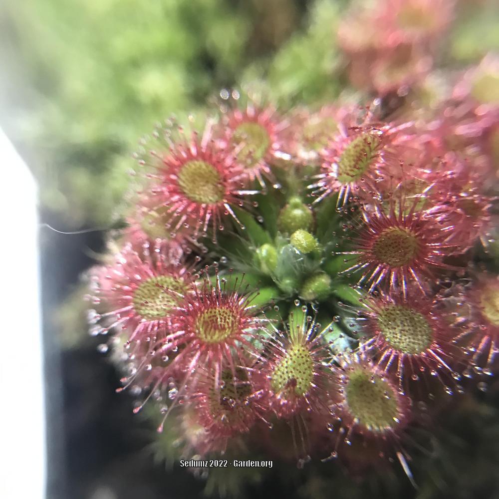 Photo of the entire plant of Pygmy Sundew (Drosera 'Dork's Pink ...