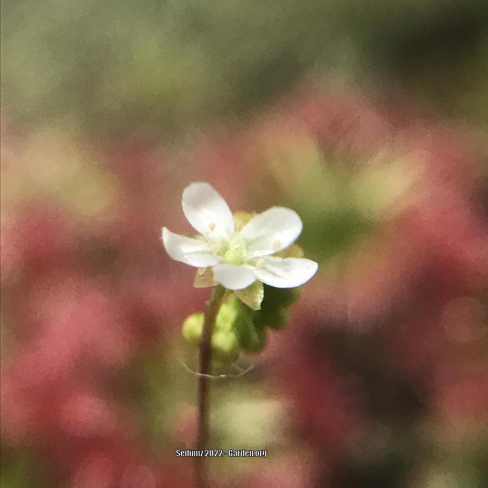 Photo of the bloom of Sundew (Drosera paleacea) posted by sedumzz ...