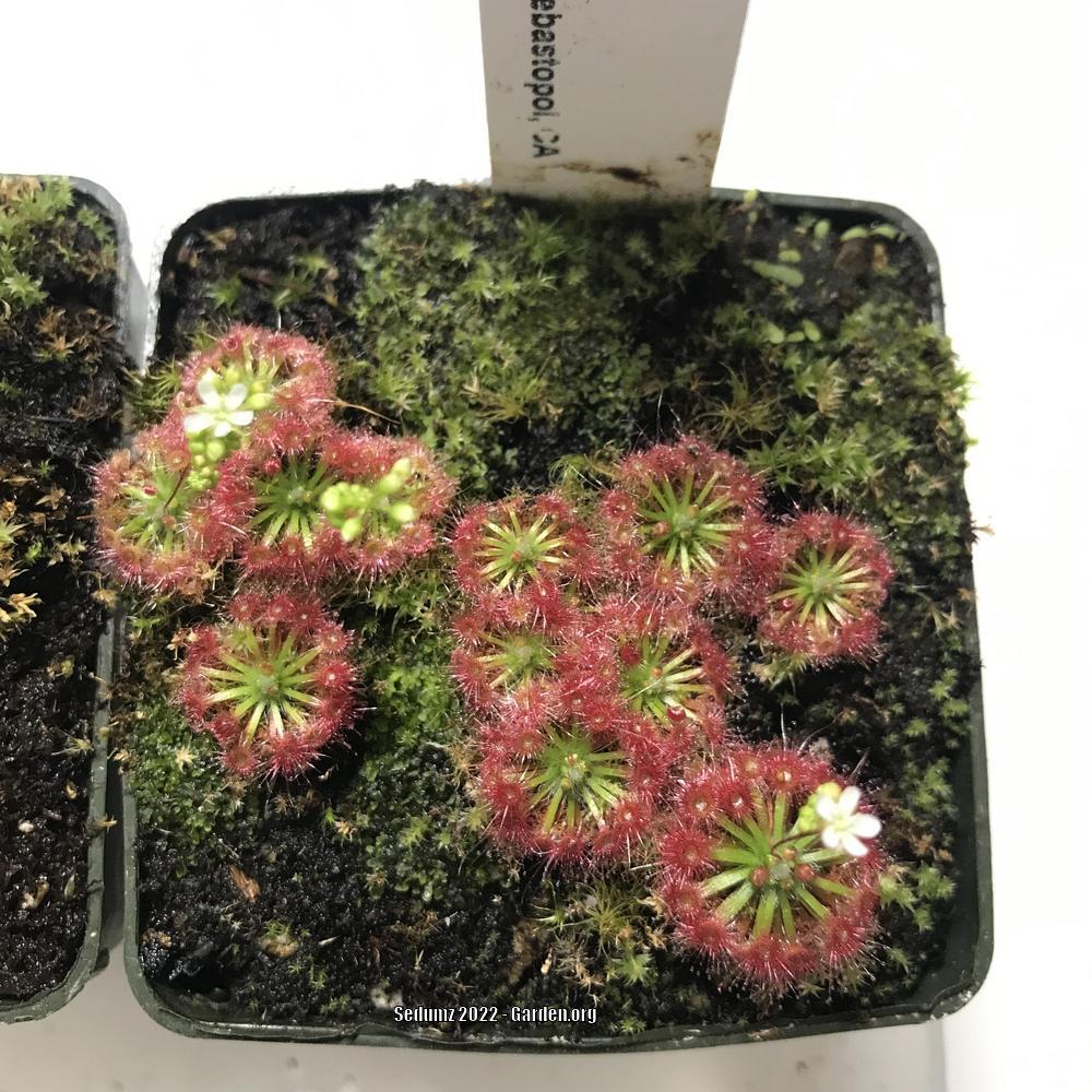 Photo of the entire plant of Sundew (Drosera paleacea) posted by ...