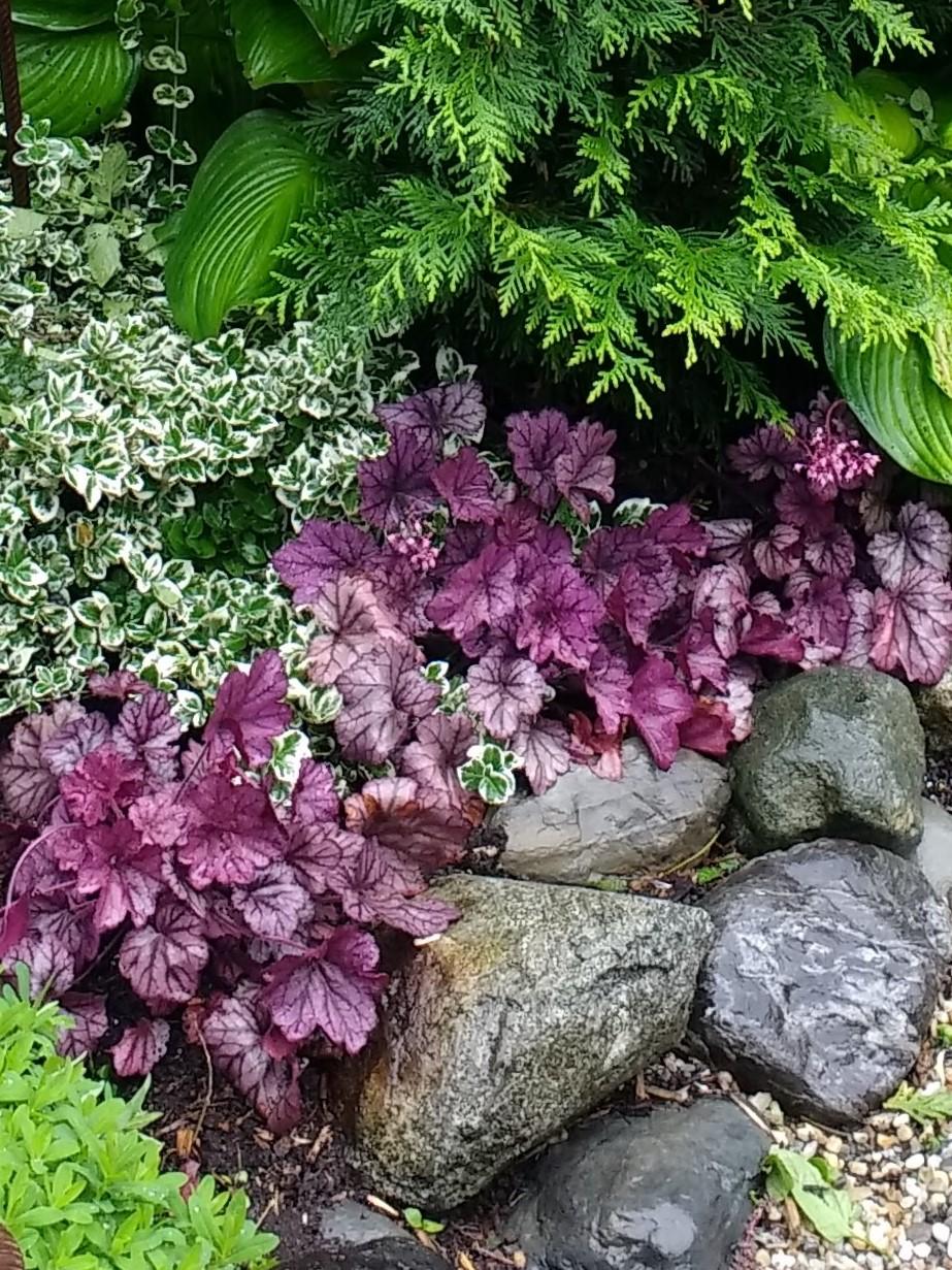 Photo of the entire plant of Coral Bells (Heuchera Primo™ Wild Rose ...