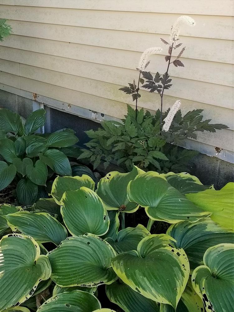 Photo of the entire plant of Bugbane (Actaea 'Chocoholic') posted by ...