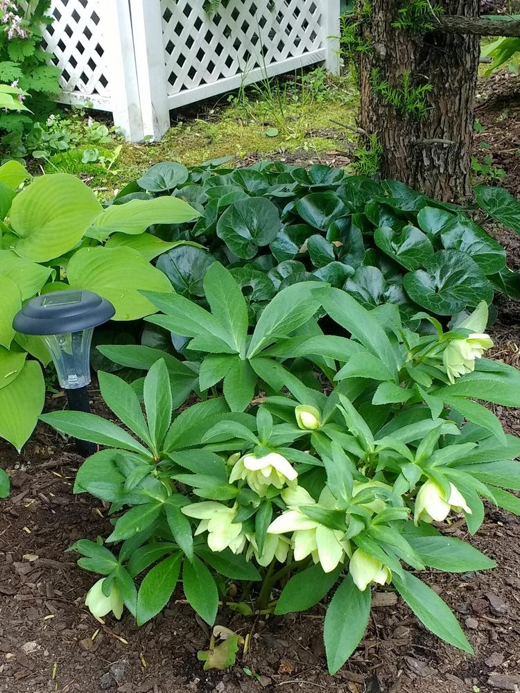 Photo of the entire plant of Hellebore (Helleborus Winter Jewels ...