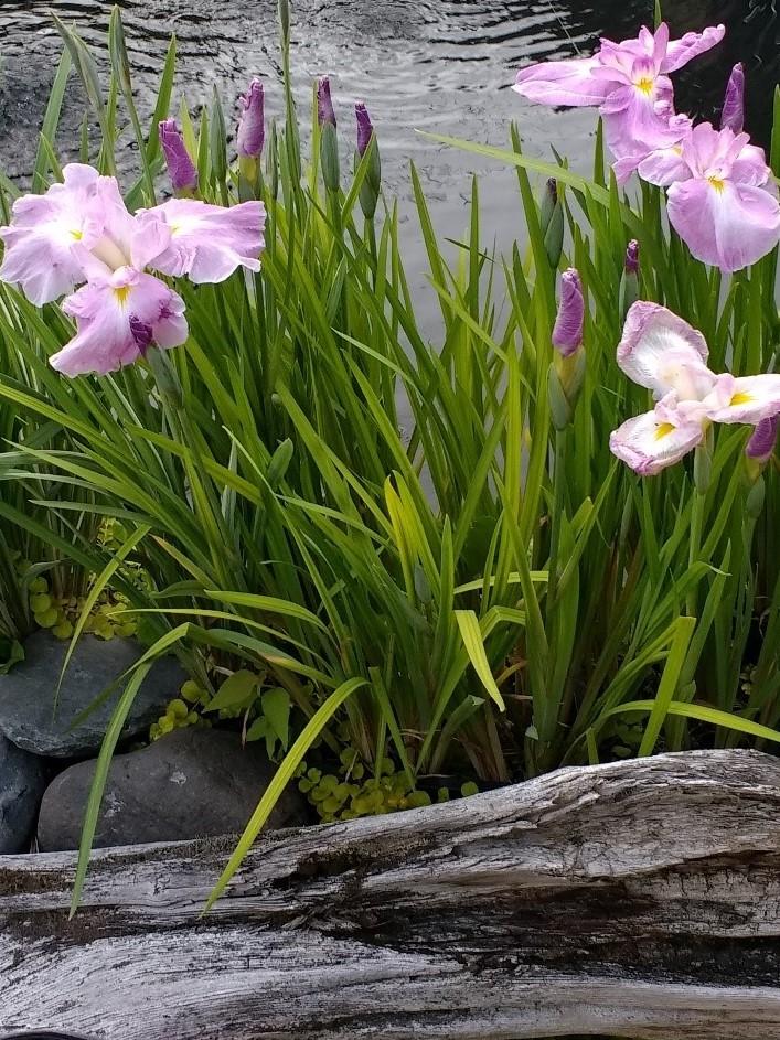 Photo of the entire plant of Japanese Iris (Iris ensata 'Dirigo Pink ...