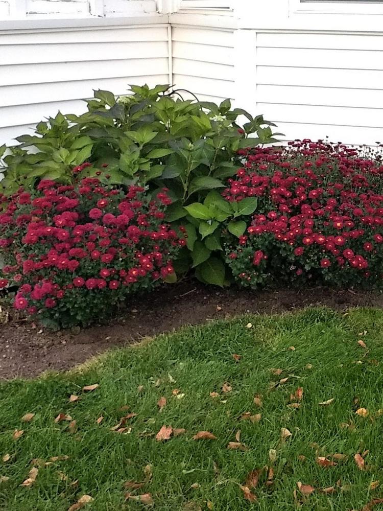 Photo of the entire plant of Mum (Chrysanthemum x morifolium Mammoth ...